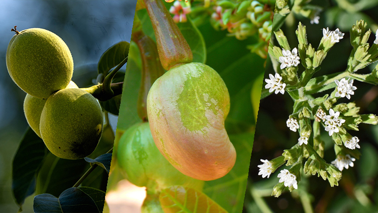 aygi - さらに神栄！